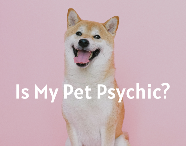 Do I Have a Psychic Pet?/ Pet’s Mystical Abilities | Mysticsense