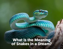 The Meaning of Snakes in Dreams | Mysticsense