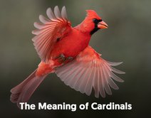 The Meaning of the Cardinal | Mysticsense