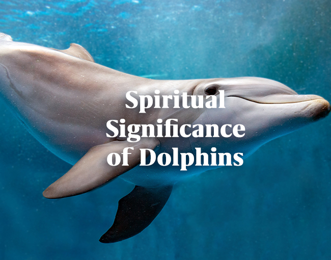 Why are Dolphins Spiritually Significant? | Mysticsense