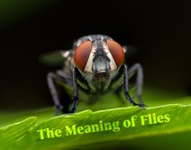 The Symbolism of Flies | Mysticsense