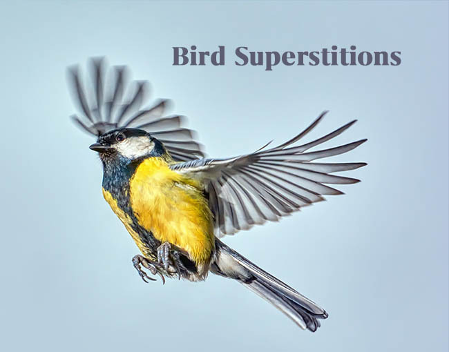 What are the Different Superstitions Surrounding Birds? | Mysticsense