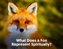 What is the Spiritual Meaning of a Fox? | Mysticsense